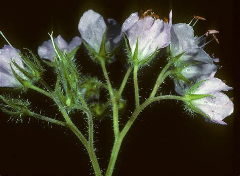 Hydrophyllum Macrophyllum Hydrophyllaceae Image 7886 At Phytoimages
