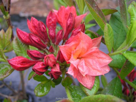 Azalea Peachy Perfect Springvale Garden Centre