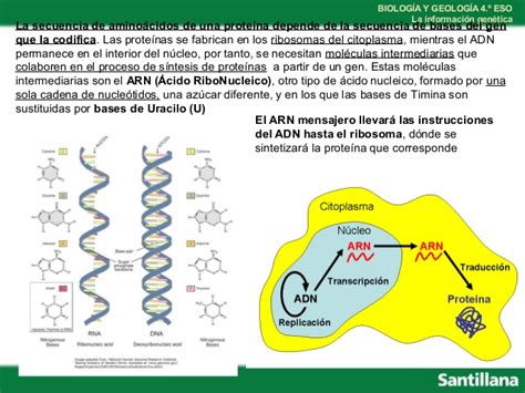 Ciencias Para Mi Alumnado ReplicaciÓn TranscripciÓn Y TraducciÓn