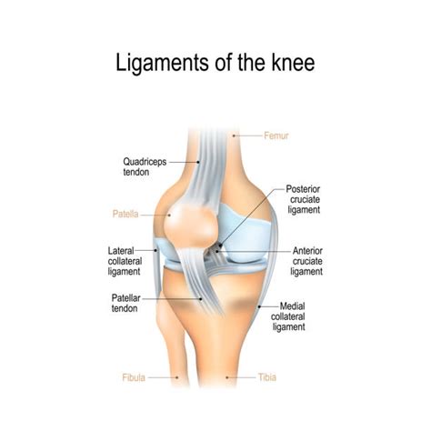 Diagram Of Tendons And Ligaments