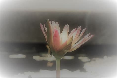 睡蓮幻想 ぼちぼちいきましょ