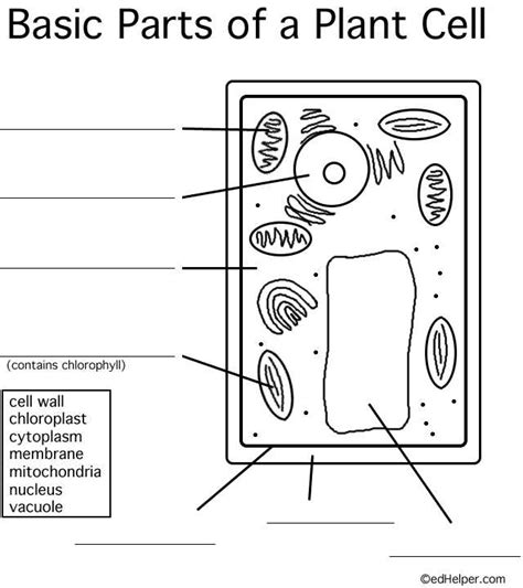A Simple Guide To A Blank Plant Cell Diagram