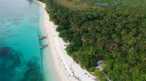 Donsol Underwater Wonders Swim With The Whale Shark