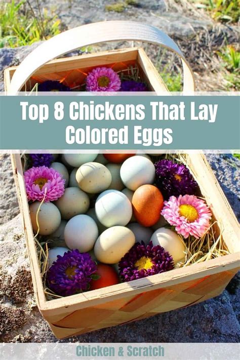 Top 8 Chickens That Lay Colored Eggs With Pictures