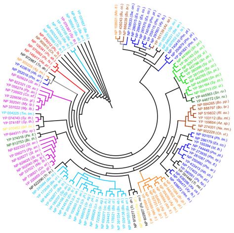 Phylogenetic Analysis Of The Clp Protease Carried Out As Described In Download Scientific