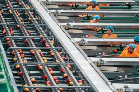 中国産リンゴ 世界生産量の半分超 写真1枚 国際ニュース：afpbb News