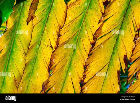 Multi Colored Leaves Backlit Stock Photo Alamy