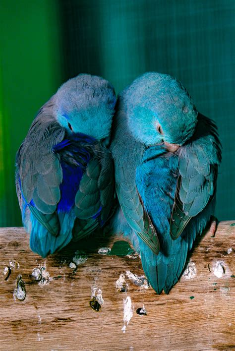 Pacific Parrotlet