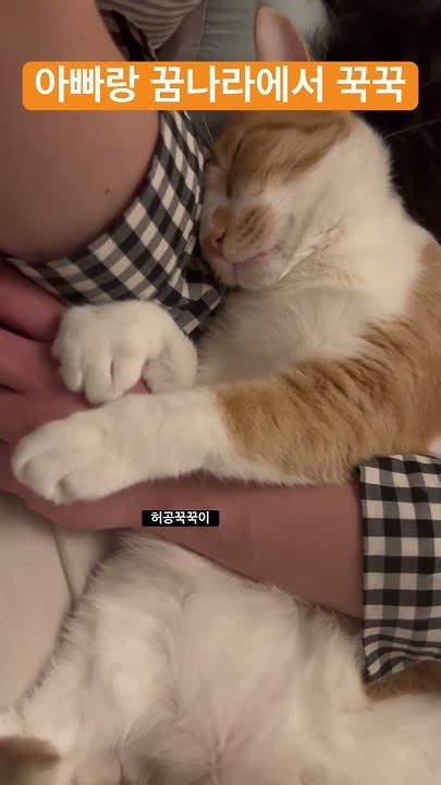 아빠 품에서 꾹꾹이 비로 고양이 야옹이 Cat Catlover 허공꾹꾹이 Youtube
