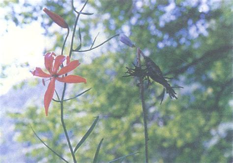 17 105 细叶百合 常用中药