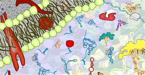 Uncovering The Principles Behind Rna Folding News Northwestern
