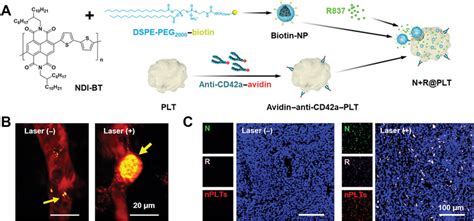 A The Preparation Process Of Photothermal Nanoparticles And Immune