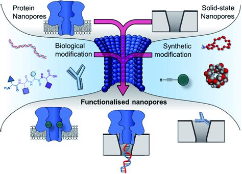 The Incorporation Of Biological And Synthetic Modifications Into Download Scientific Diagram