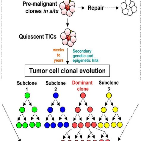 Pdf Genetic Heterogeneity And Clonal Evolution Of Tumor Cells And