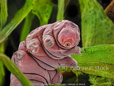 Tardigrade Light Microscope