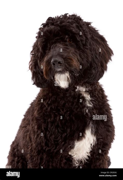 Cockerpoo Cocker Spaniel Poodle Cross Male Dog At 1 Year Old Stock