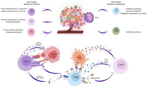 Frontiers Opportunities And Challenges To Engineer 3d Models Of Tumor Adaptive Immune Interactions