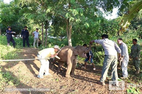 កូនដំរីព្រៃដាច់ពីហ្វូងមួយក្បាល ត្រូវបានជួយសង្គ្រោះក្នុងដែនជម្រកសត្វព្រៃកែវសីមា សុីសុីថាមស៍