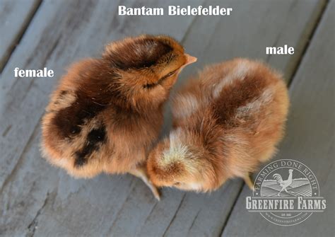 Greenfire Farms Bantam Bielefelder