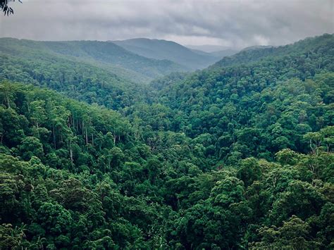 Protecting The Congo Rainforest Right For Education