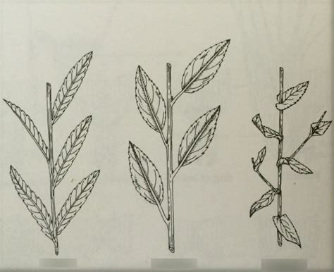 Plant Morphology Leaf Attachment Diagram Quizlet