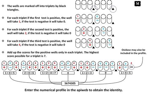 API Analytical Profile Index 20E Test Result Principle Procedure Biology Notes Online