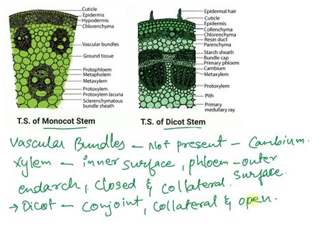 Vascular Bundle Dicot B Anatomy Of Flowering Plants Biology4isc