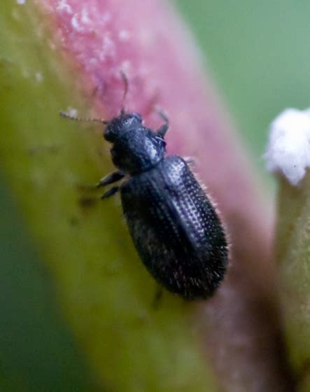 Small Black Beetle Laricobius Nigrinus Bugguide Net