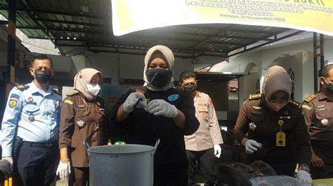 Kejari Palopo Musnahkan Barang Bukti Ganja Hingga Papporo Tribun