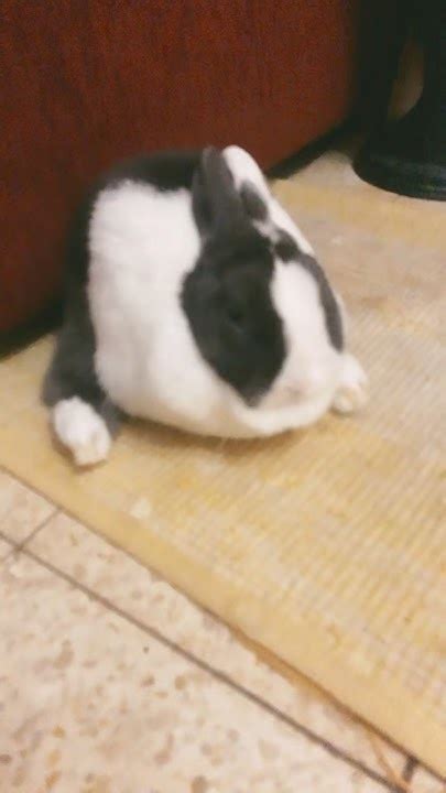 ארנבת של אבא ובת מפלצת Youtube ארנבת של אבא ובת מפלצת Youtube