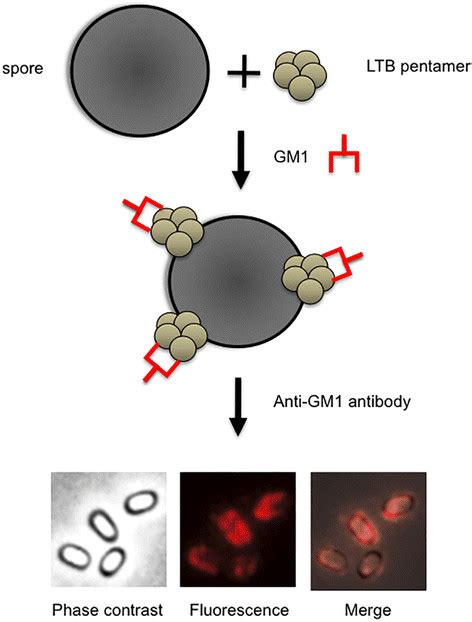 Display Of A Multimeric Antigen On The Spore Surface Purified Spores