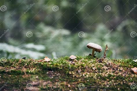 Wild Inedible Mushroom Grows In The Forest Near Moscow On A Tree With