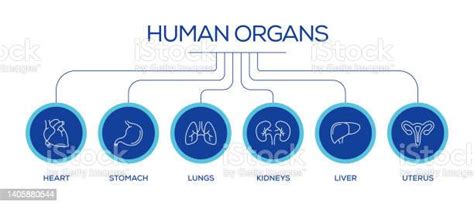 인간의 장기 및 해부학 관련 라인 아이콘 윤곽선 기호 모음 간 내부 기관에 대한 스톡 벡터 아트 및 기타 이미지 간 내부 기관 방광 비장 Istock