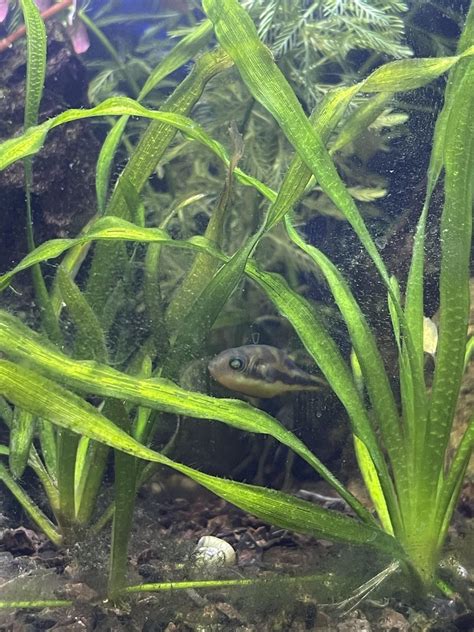 Huge Pea Puffer Rpeapuffers