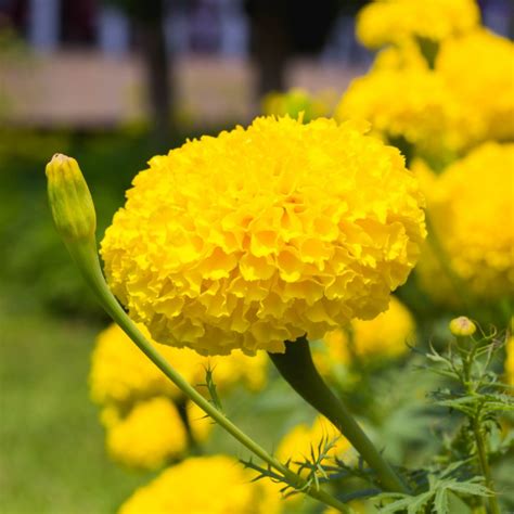 Marigold Plants For Sale Growjoy