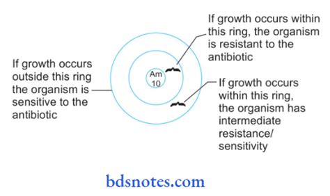 Antimicrobial Sensitivity Testing Question And Answers Bds Notes