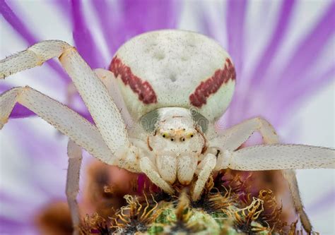 Macrophotography Of A Goldenrod Crab Spider Misumena Vatia Stock Image