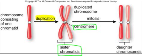Cell Cycle Clicker Questions Flashcards Quizlet