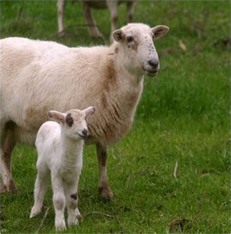 Difference Between Ewe And Sheep