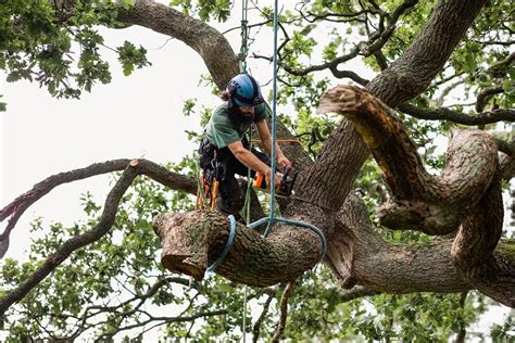 How Much Does Tree Removal Adelaide Cost