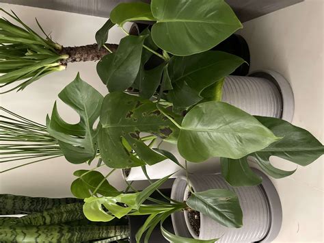 لکه های قهوه ای روی برگ انجیریبرگ انجیری