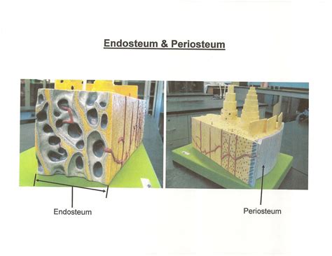 Endosteum Definition Anatomy