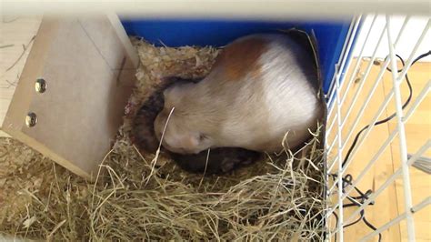 Guinea Pig Giving Birth 3711 Youtube