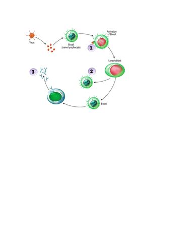 HAP Chapter 14 Test Flashcards Quizlet