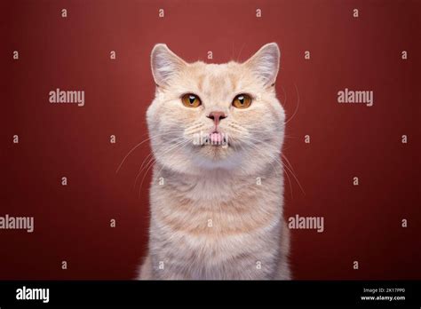 Naughty Ginger British Shorthair Cat Portrait On Red Background Sticking Out Tongue Stock Photo