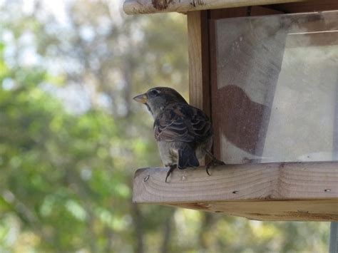 10 Diy Finch Bird House Plans You Can Build Today With Pictures