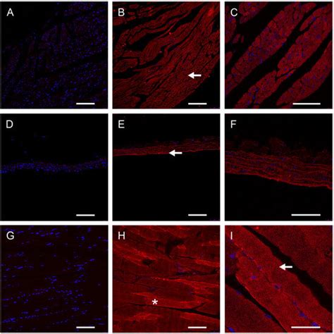 Gfral Is Widely Distributed In The Brain And Peripheral Tissues Of Mice