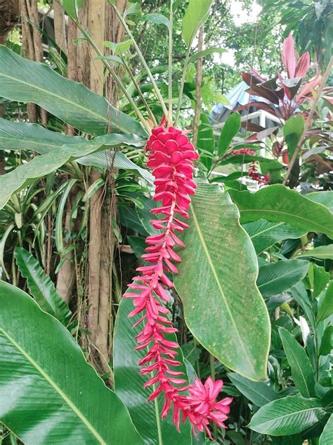 [โค้ชณิศาตลาดออนไลน์] 🌹ความสวยงามอยู่ที่ดอกยาวนี่แระเนอะ สีสันก็สดใส สว่างตาดี มองเพลินๆ ไปกับ