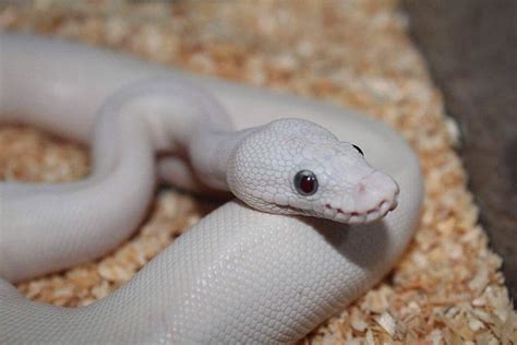 Female Blue Eyed Leucistic Royal Python Super Lesser For Sale In