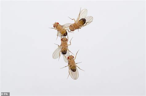 Air Pollution Is Wreaking Havoc On Flies Sex Lives Big World Tale